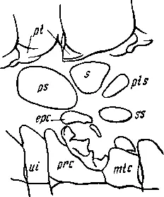 Mecistauchenus micronyx Brolemann. Pleural skeleton ntawm sab laug thiab ib sab ib nrab ntawm dorsal scutellum