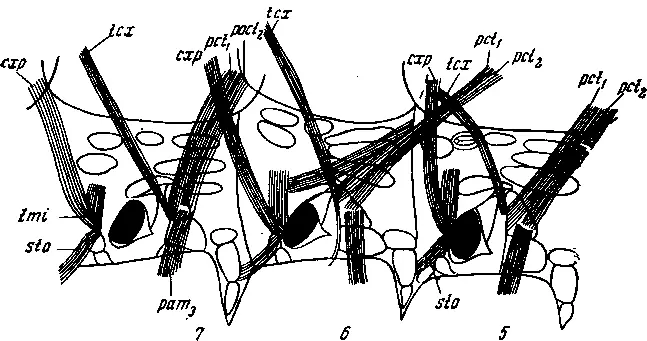 Somatické svalstvo Scutigeromorpha 4021_4