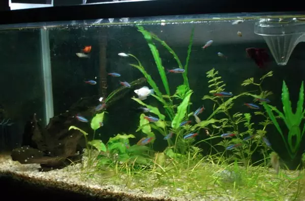 ለ aquarium እፅዋት substrate ምን መሆን አለበት?