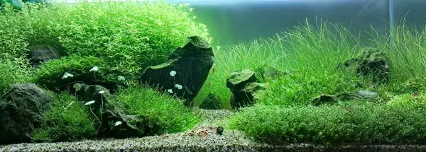 ለ aquarium እፅዋት substrate ምን መሆን አለበት? 407_2