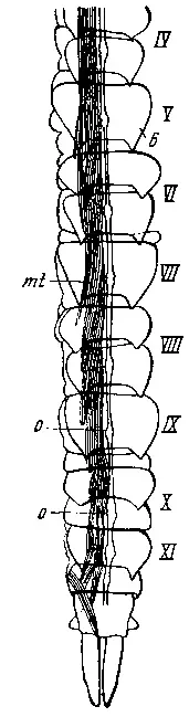 Symphylella vulgaris Hansen. Cơ lưng thứ 5, dọc, I - XI - đoạn thân