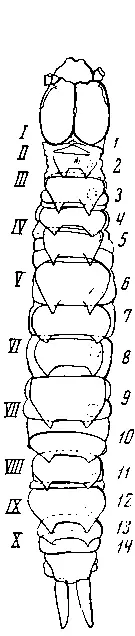 Symphylella vulgaris Хансен. 4 жастағы жеке адам, дененің I - X сегменттері; 1-14 тергит