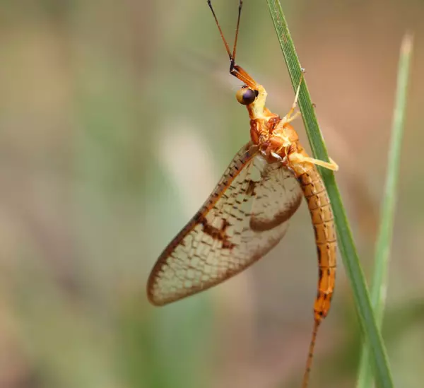 La structure de l'appareil axillaire des insectes