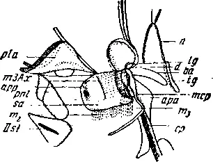 Base de la superfície inferior de l’ala dreta i de la part superior adjacent de la Siphlonurus pleura