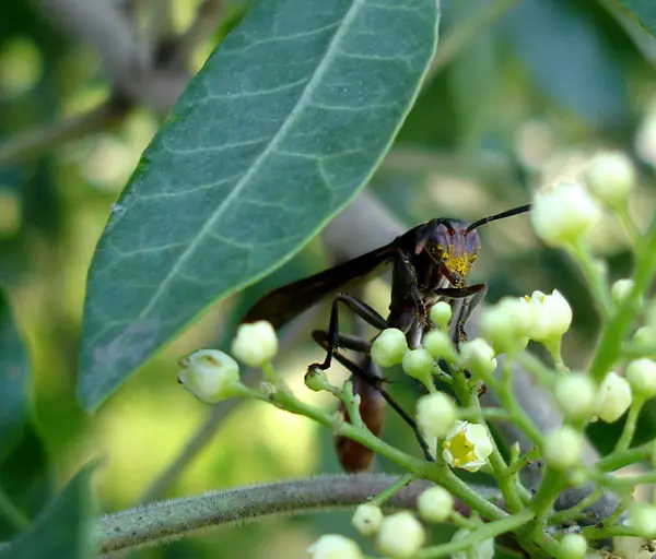 Homologie vun de Genitalappendagen a Been vun Insekten