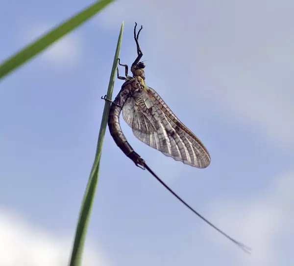 Insekto imago aksa aparato