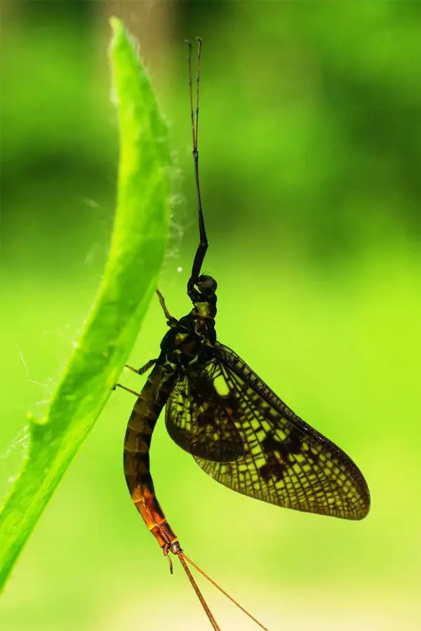 A estrutura e mecânica dos tripes da aeronave (Thysopoda, Thysanoptera)