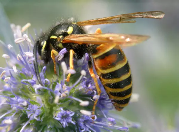 Anatomi af insektets stikkende apparat