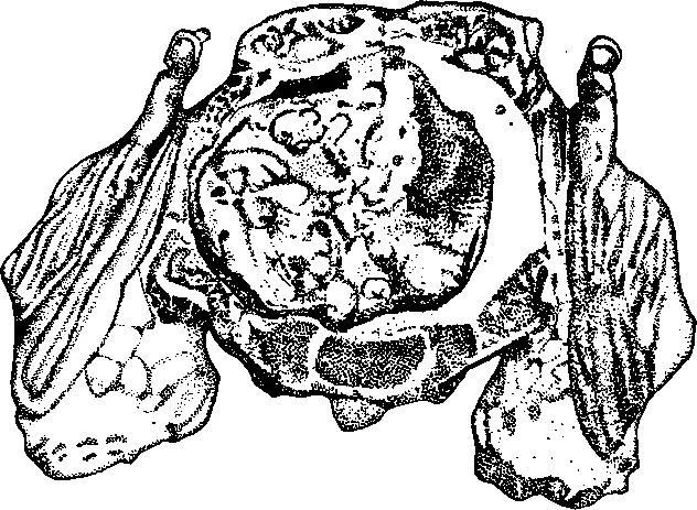 A kovács szárnyainak helyzete 4216_6