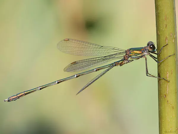 Insect ovipositor morphology