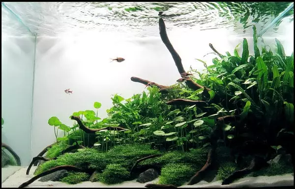 Wat is de optimale ljochtperioade foar de normale ûntwikkeling fan planten yn in aquarium?