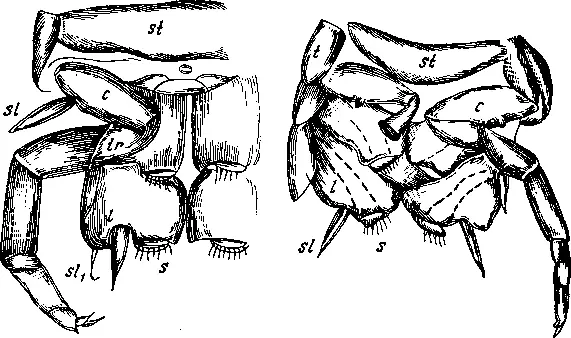 Metathoracs a dwy segment abdomen cyntaf segmentau abdomen oedolion Praemachiloides