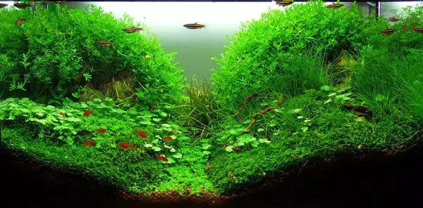 Akvarium üçün düzgün süni işıqlandırma nə olmalıdır? 425_1