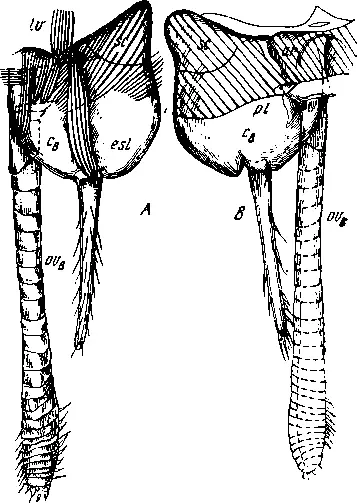 Praemachiloides эмэгтэйн хэвлийн 8 -р хэсгийн ховдолын хананы зүүн тал