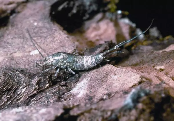 Muskolo de la genitalaj segmentoj de insektoj