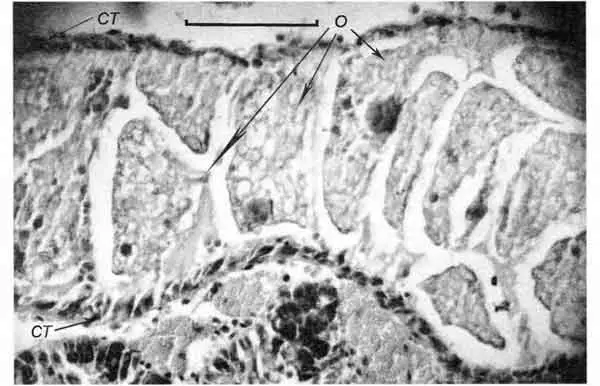 Theodoxus fluviatilis (ลินเนียส)