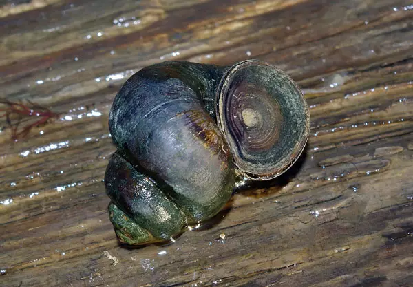 Cópula de moluscos da familia Viviparidae