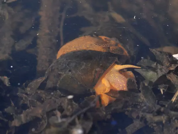 Struttura istoloġika tal-bursa tal-molluski tal-familja Viviparidae