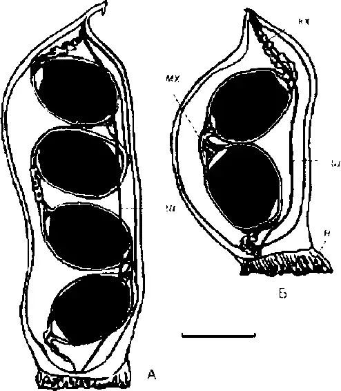 Valvata cristata (Müller): Synkapseln (Seitenansicht)