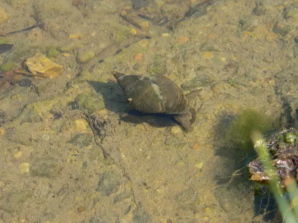 Karatteristiċi tal-istruttura tal-kapsuli tal-bajd tal-molluski Bithyniidae