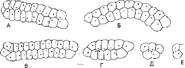 I-Opisthorchophorus baudonianus