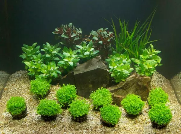 Hoe zorg je voor een normale en goede voeding voor aquariumplanten en wat is daarvoor nodig?