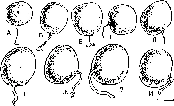 Capsúil uibheacha Viviparus ater (Christophori et Jan)