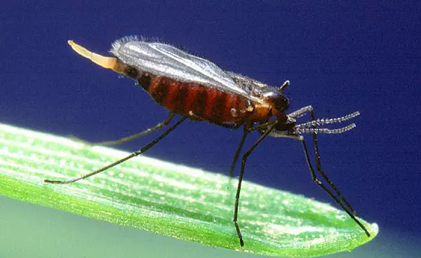 Gall midge