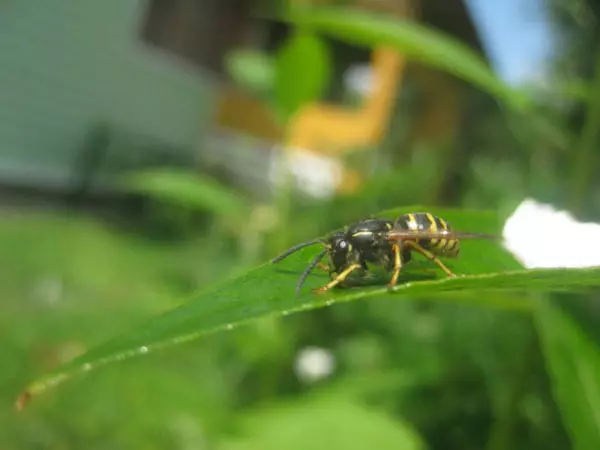 Hillock u wasps misterjużi