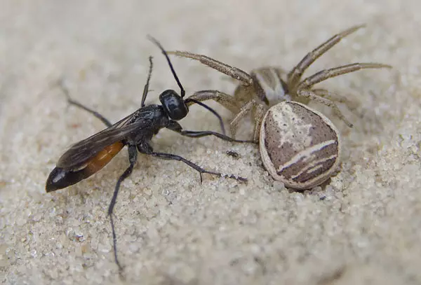 Avispa extraña