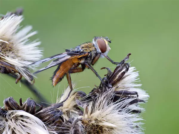 Fliegenköder