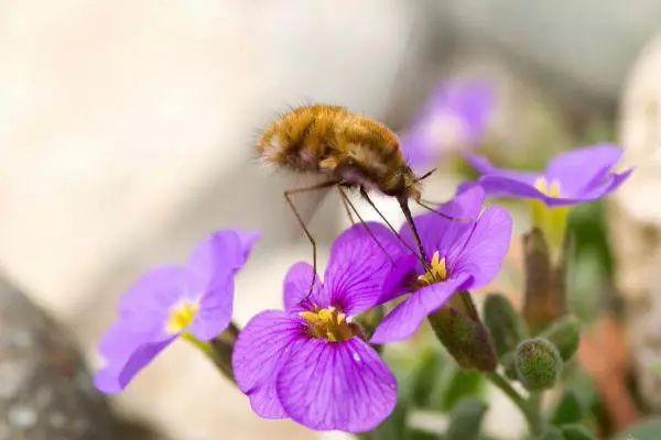 වේගවත් ශබ්ද