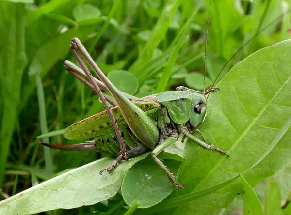 Kobilice, žrebci, črički, prepelice ortoptere