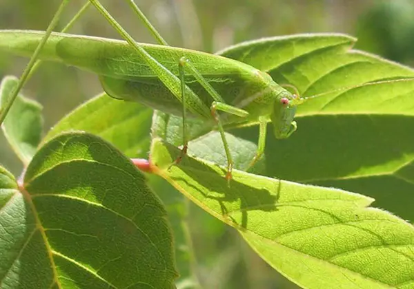 ଜିଚିଆ ତୃଣଭୋଜୀ |