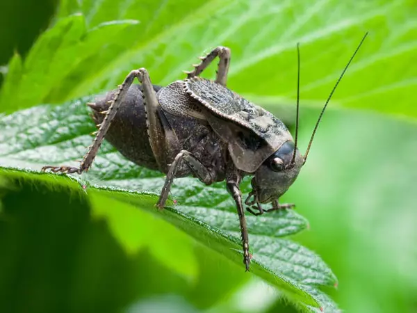 Grasshopper Onconotus laxmani