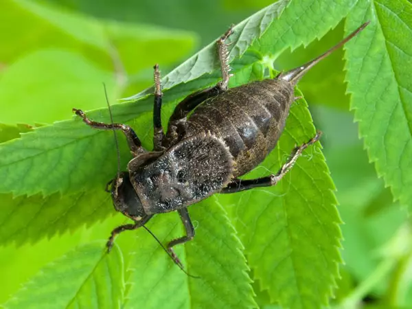 Grasshopper Onconotus laxmani. Bahin 2