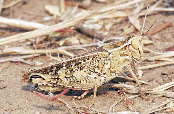 Características pouco comúns da potra de langosta. Parte 2