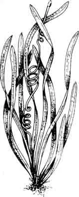 Vallisneria espiral