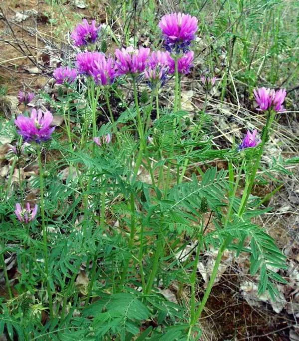 Astragalus bush