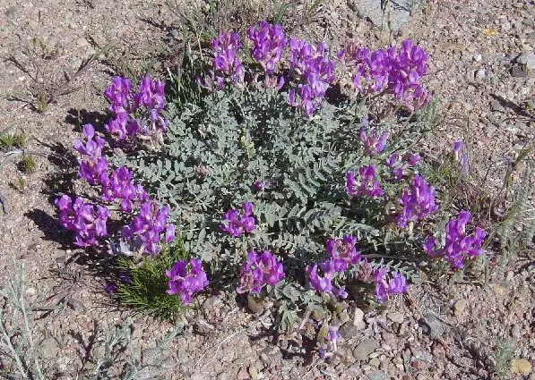 Astragalus bush. Diel 3