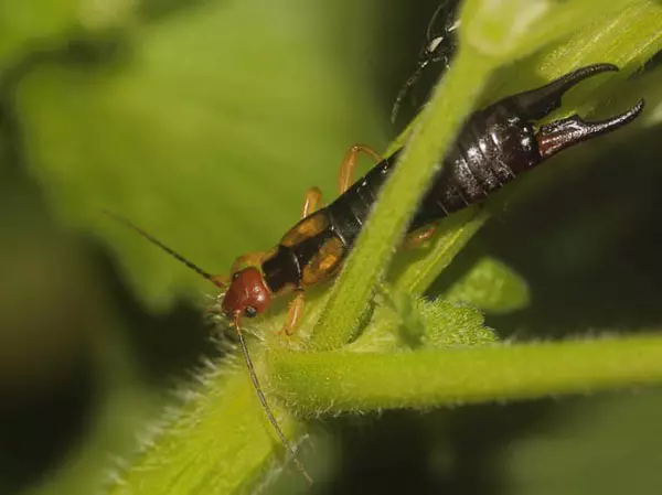 Afhankelijke insecten. Deel 3