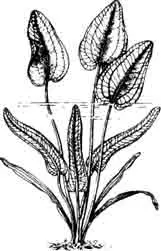 Echinodorus Berger