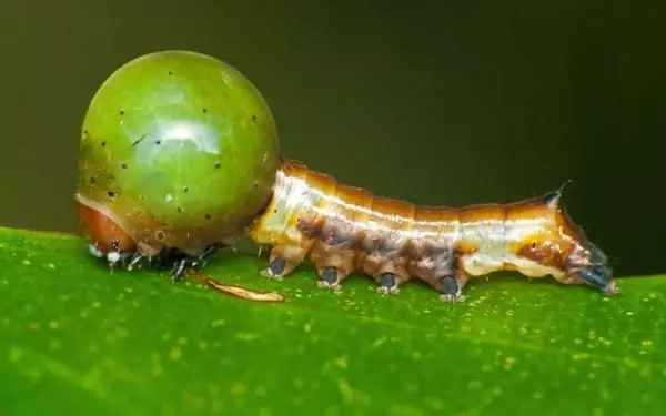 Geozoološka istraživanja