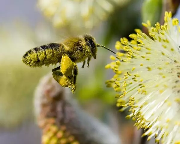 Tsarin tsari na ƙungiyoyi daban -daban na invertebrates na ƙasa