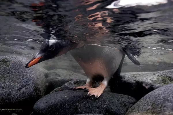 O le faiga o manatu i le lalolagi atoa fausaga o le biota