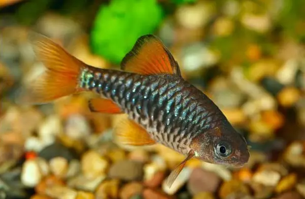 Barbus oligolepis, utawa barbel pulau (Barbus oliffolepis)