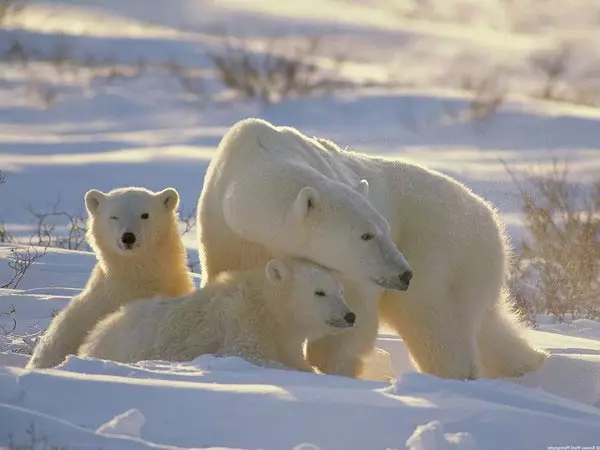 Tiergemeinschaften in der Polarwüste