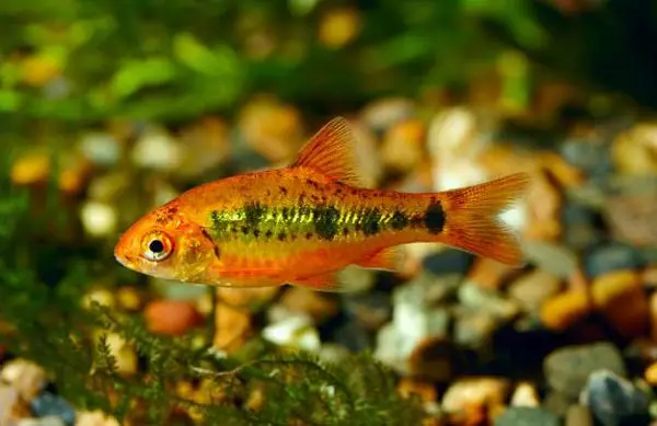 Barbusê kesk (Barbus semifasciolatus) 536_2