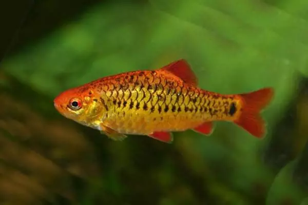 Barbus wobiriwira (Barbus semifasciolatus) 536_3