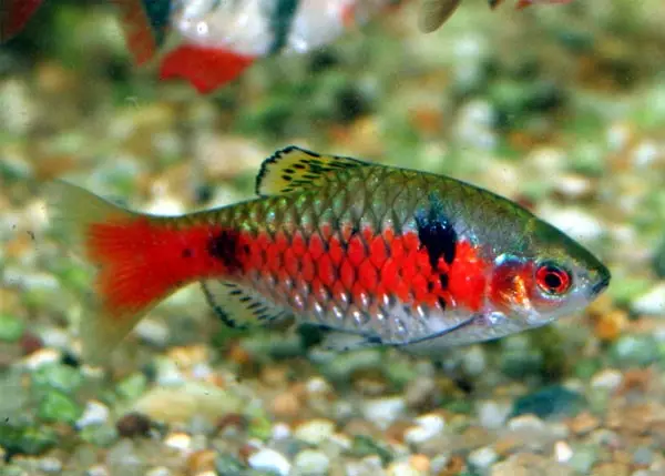 Scarlet barbus (Barbus ticto)